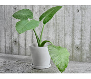 Buy the Hay Flowerpot with Saucer Grey at Nest.co.uk