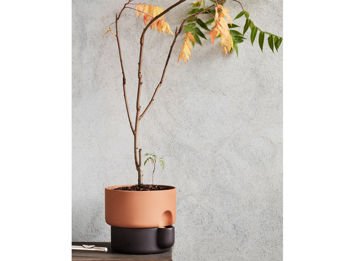 Buy the Northern Oasis Flower Pot at nest.co.uk