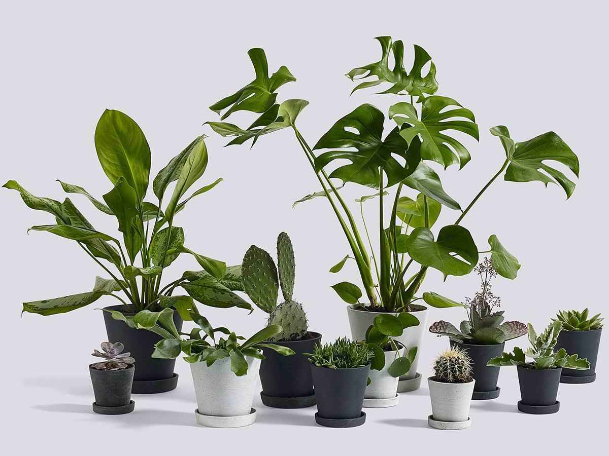 Buy the Hay Flowerpot with Saucer Plum at nest.co.uk