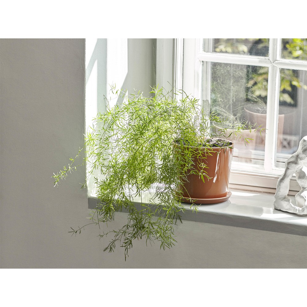 Buy the Hay Botanical Plant Pot with Saucer at nest.co.uk