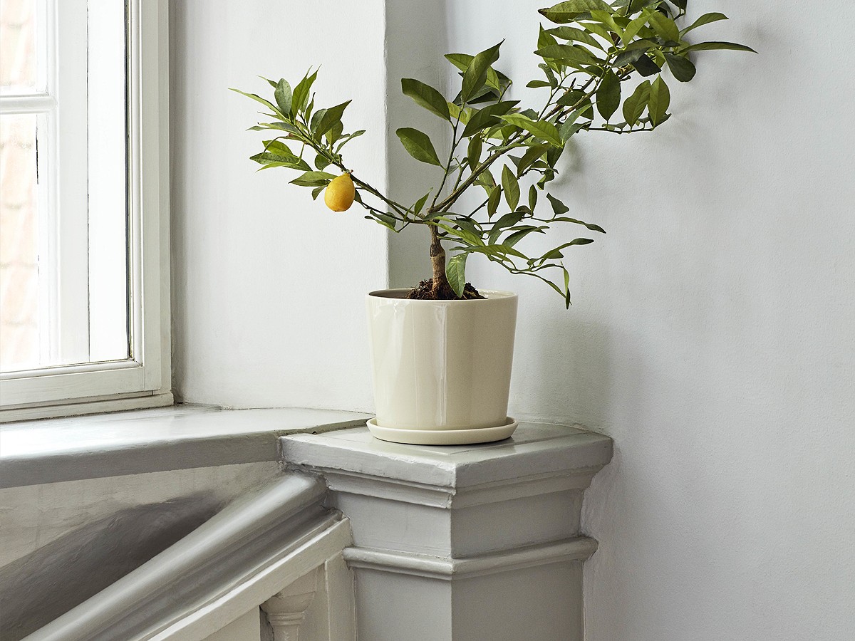 Buy the Hay Botanical Plant Pot with Saucer at nest.co.uk