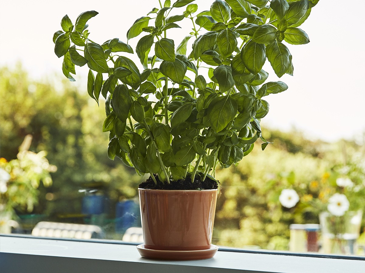 Buy the Hay Botanical Plant Pot with Saucer at nest.co.uk