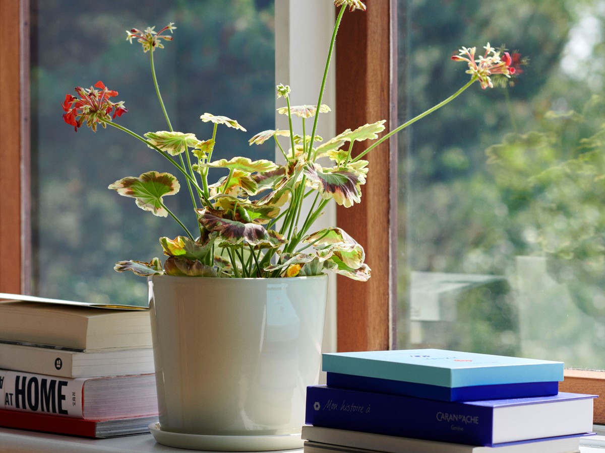 Buy the HAY Botanical Plant Pot with Saucer at nest.co.uk