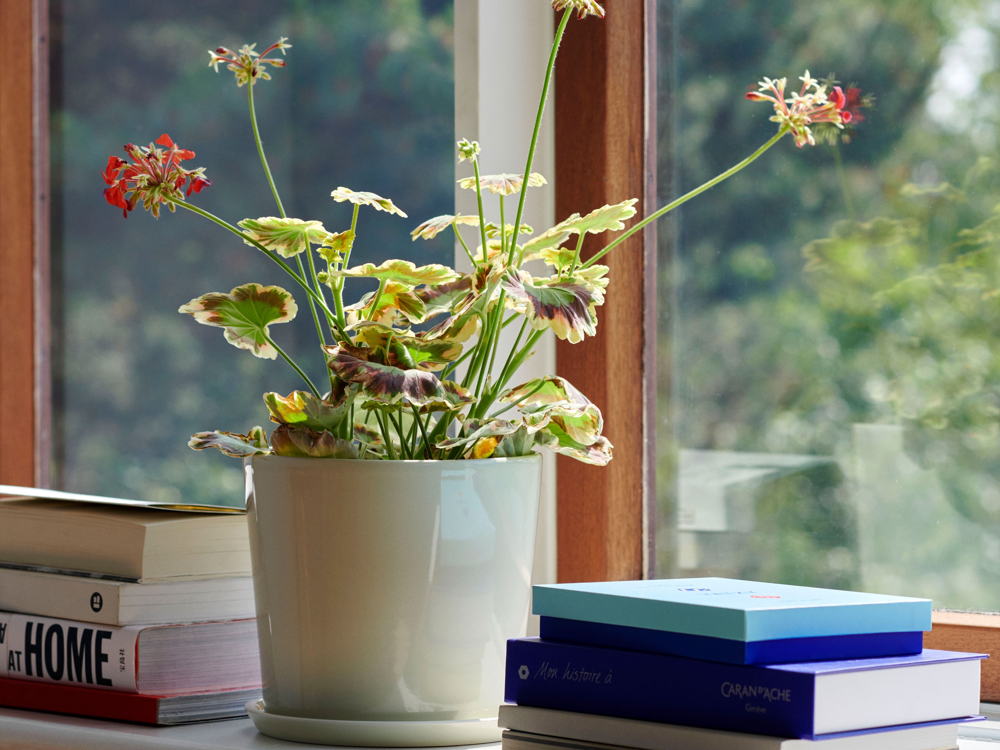 Buy the HAY Botanical Plant Pot with Saucer at nest.co.uk